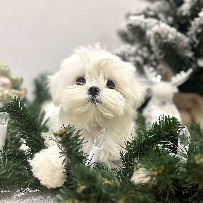 Мальтийская болонка, щенок