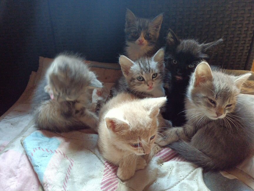 Котята отдам в добрые руки бесплатно