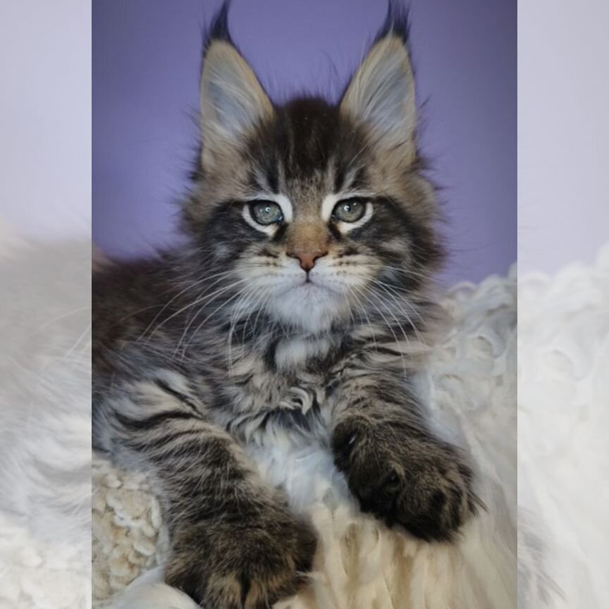 Мейн-кун котёнок