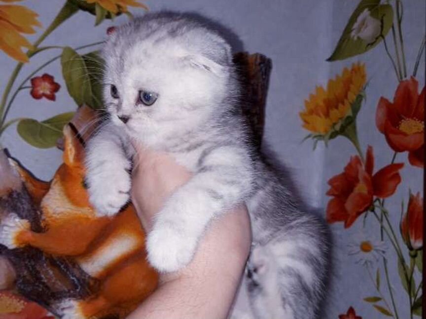 Шотландские вислоухие котята мраморные