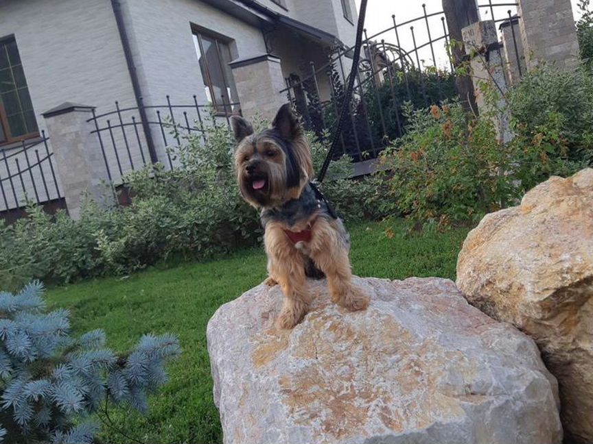 Жду невесту