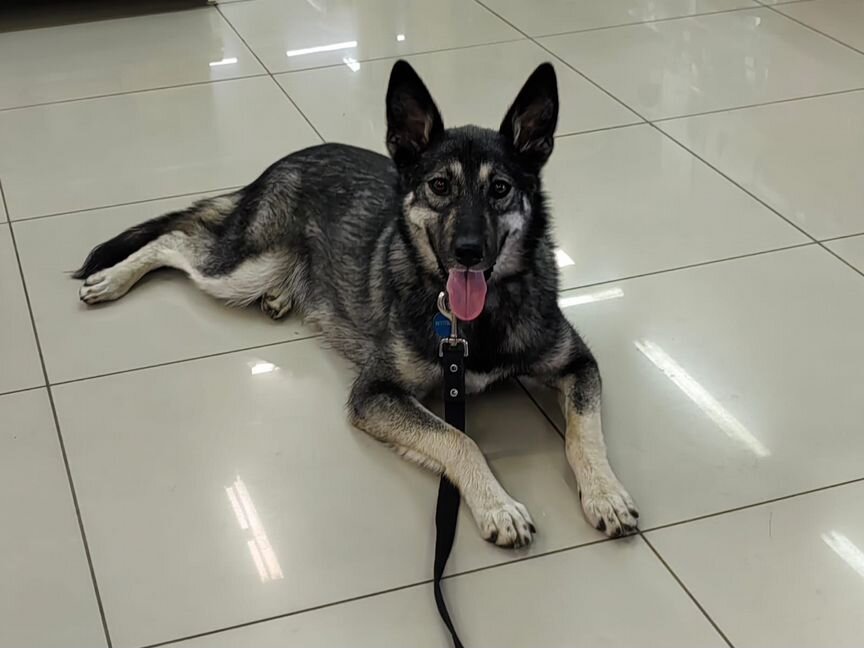 Пес Месси,приезжайте знакомиться