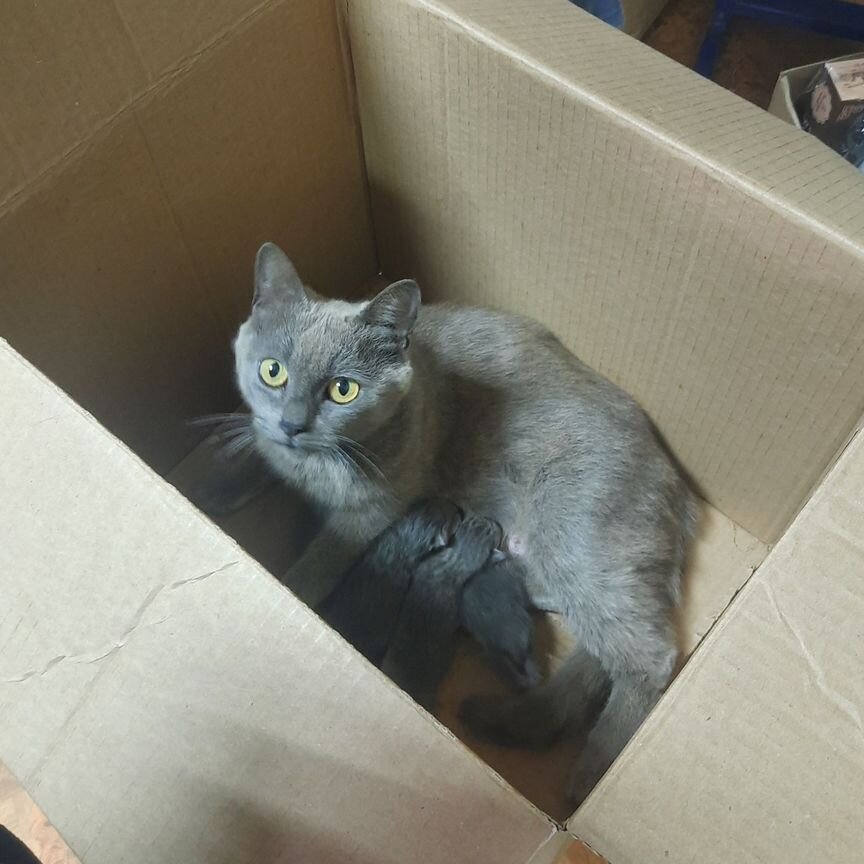 Котята новорожденные, отдам