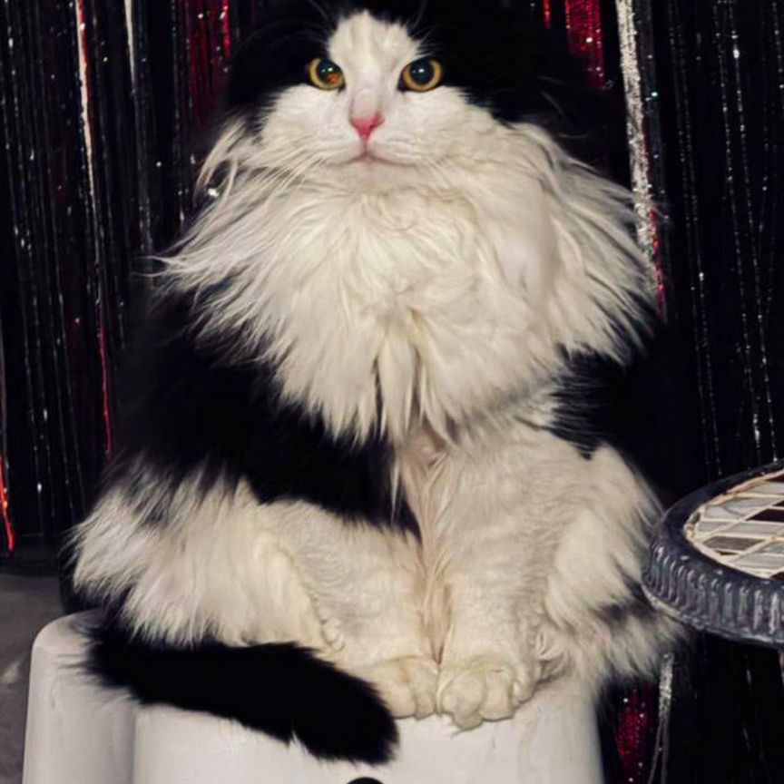 Взрослый кот в добрые руки