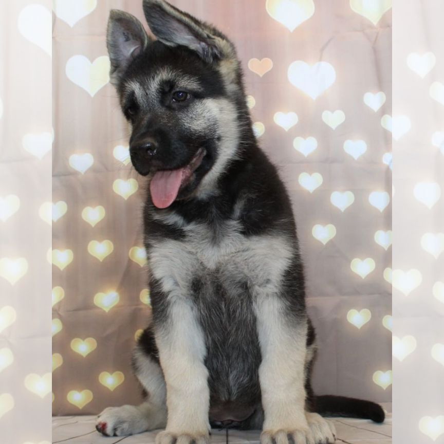 Щенки вео из питомника