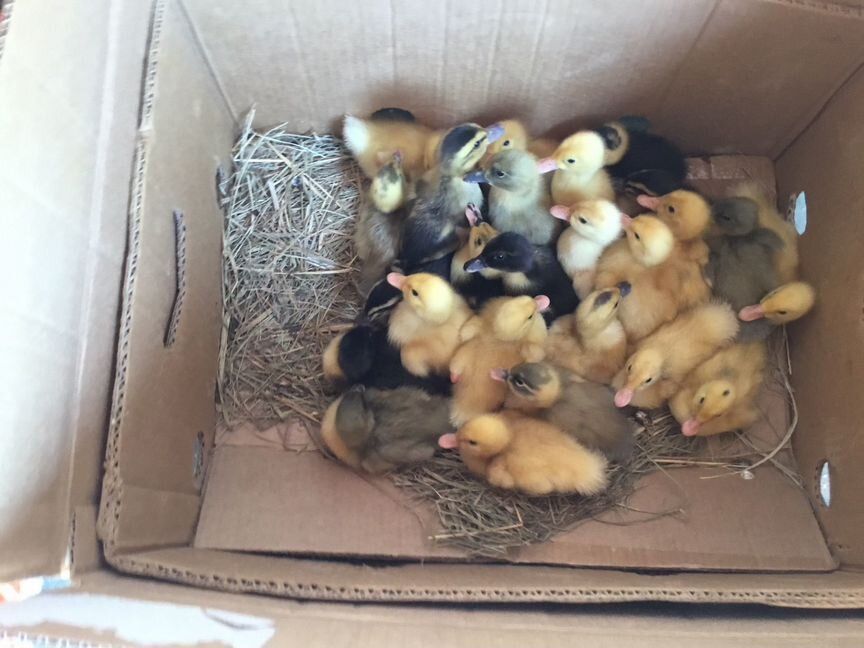 Продаю утка 3х дневная