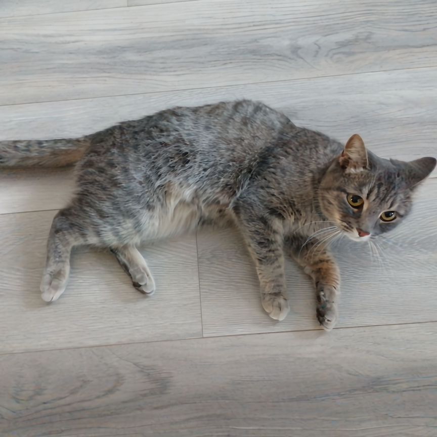 Взрослая, кошка в добрые руки