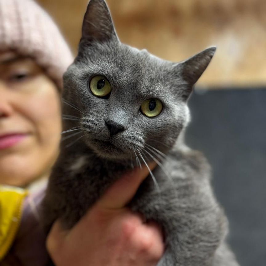 Кошка Пудра из приюта в добрые руки