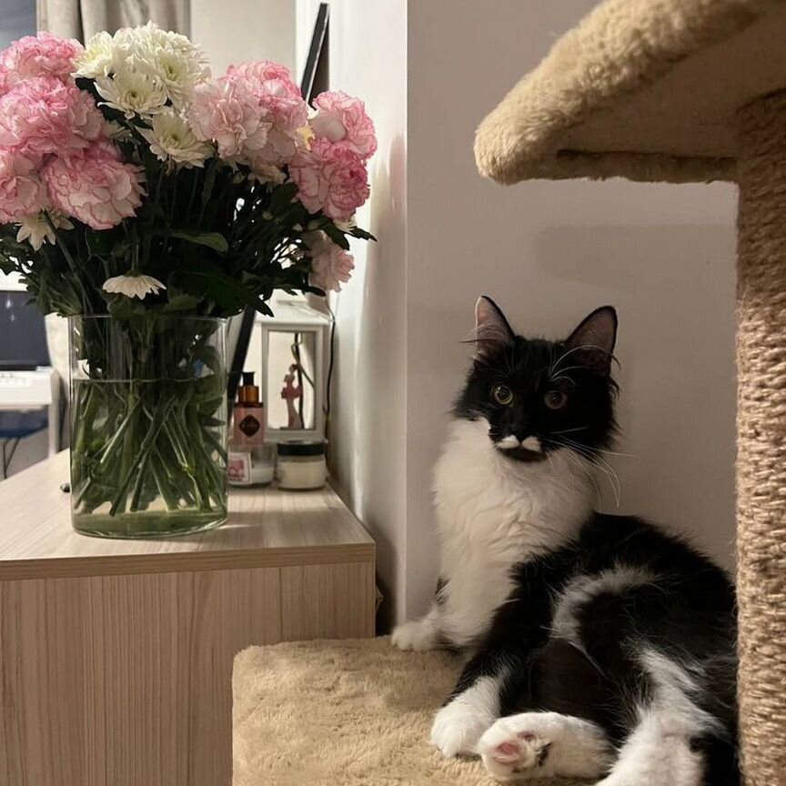 Котенок Бантик