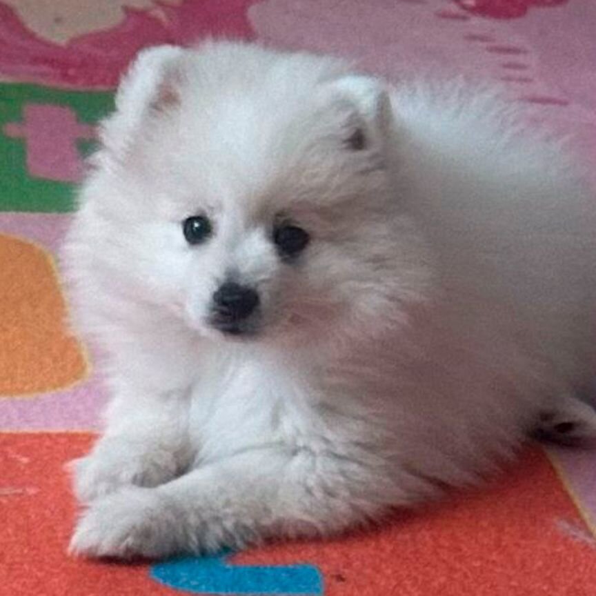 Японский шпиц щенок девочка
