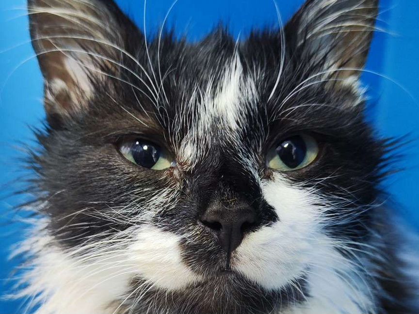 Кошка с удивительной внешностью