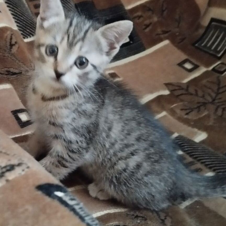 Котенок
