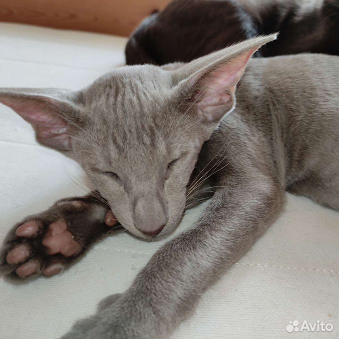 Котик лиловый ориентальный