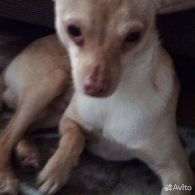 Тойчик ищет девочку