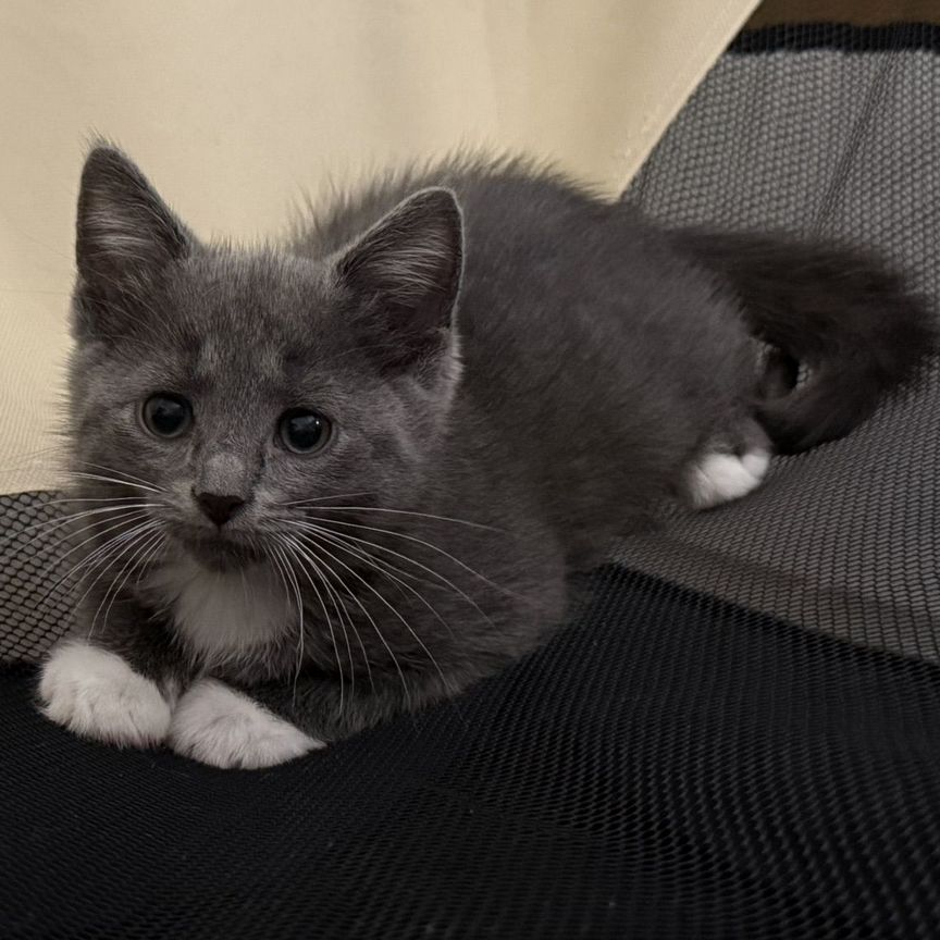 Котёнок в добрые руки