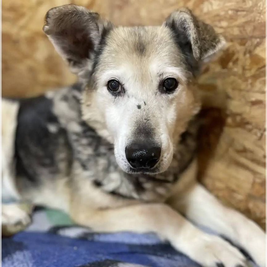 Взрослая собака в добрые руки