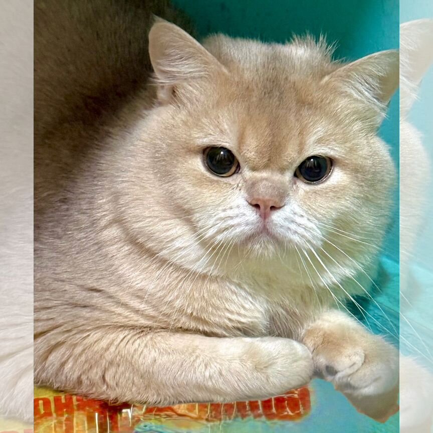 Британский кот голубое золото ау12