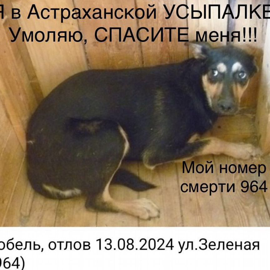 Собака в добрые руки