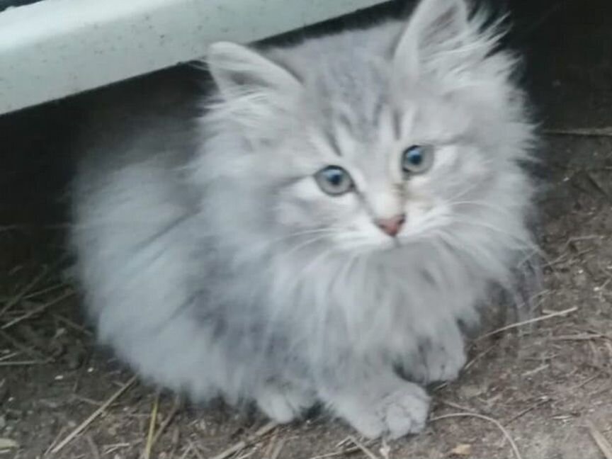 Котенок голодает. Нужен дом