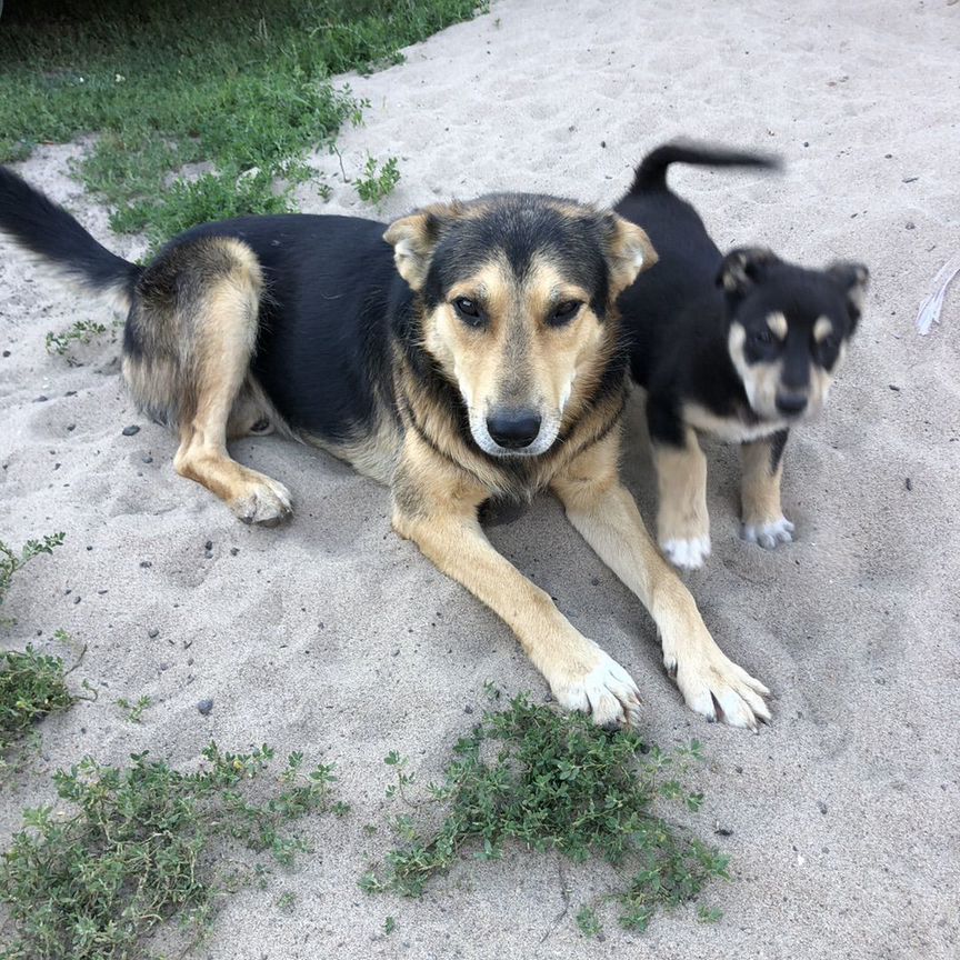 Кутята в добрые руки