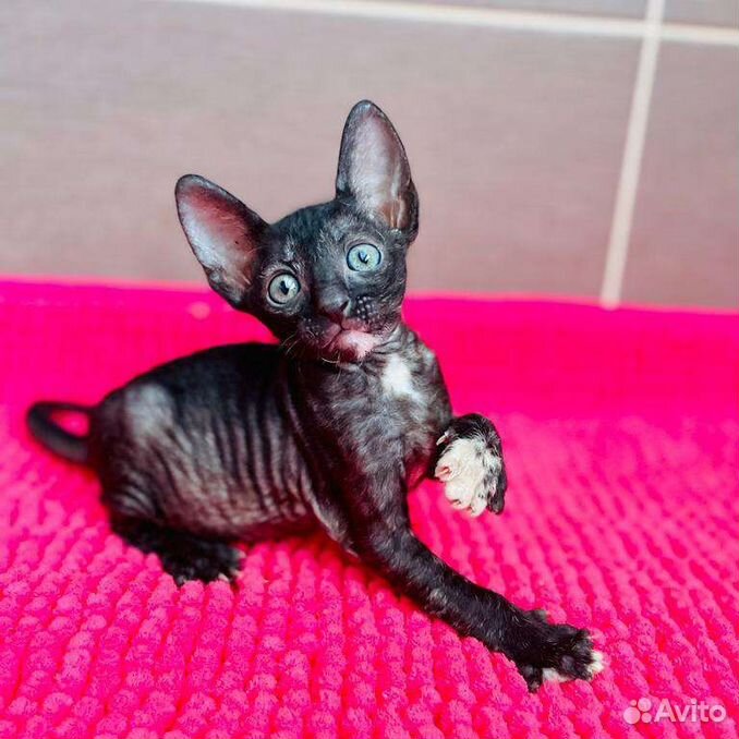 Котята corniche рекс