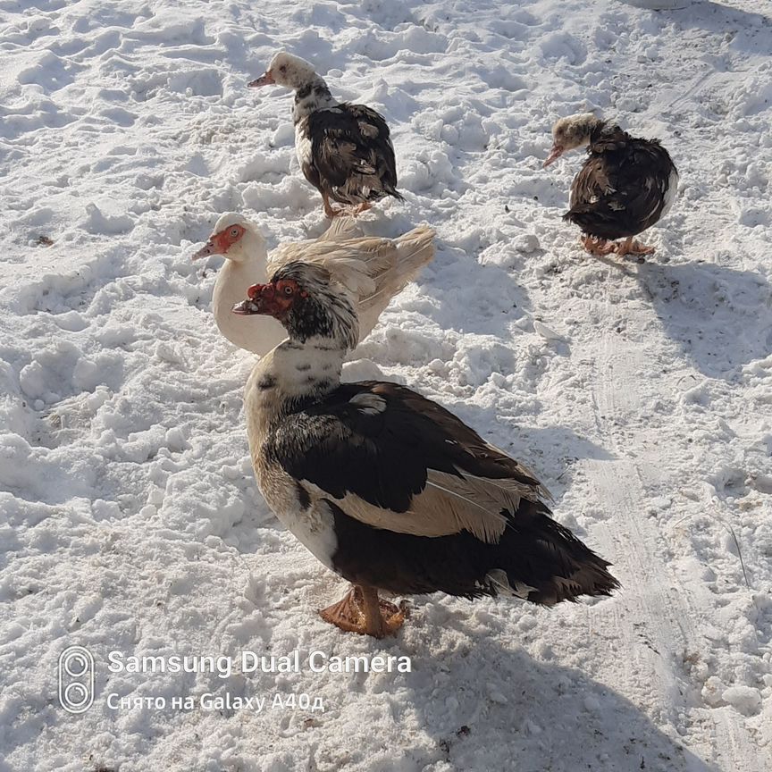 Мускусные утки