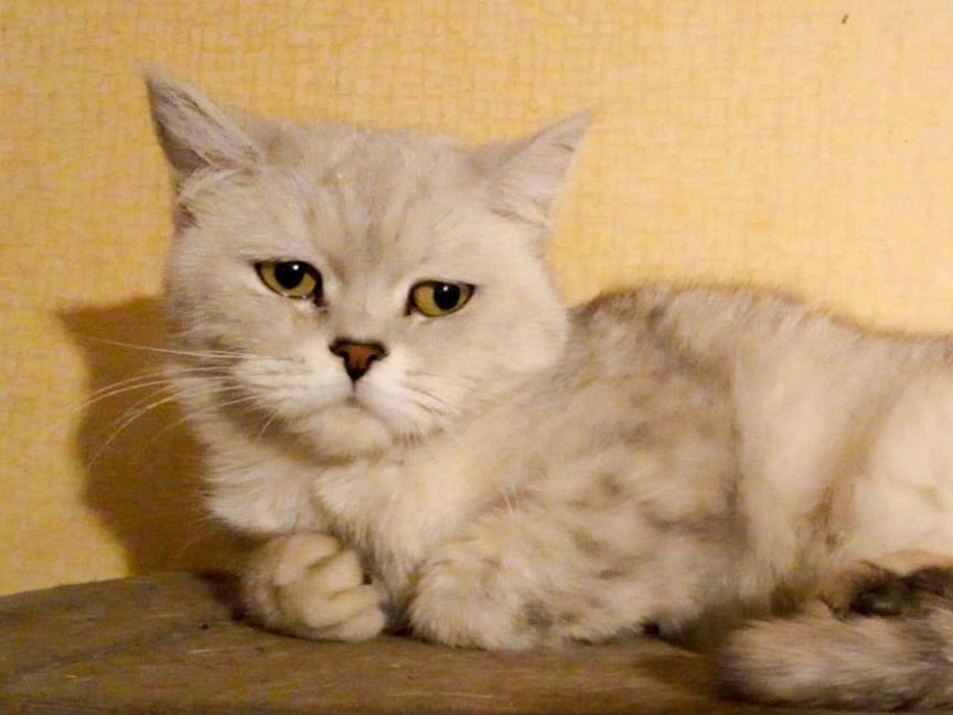 Кошка Люся бесплатно