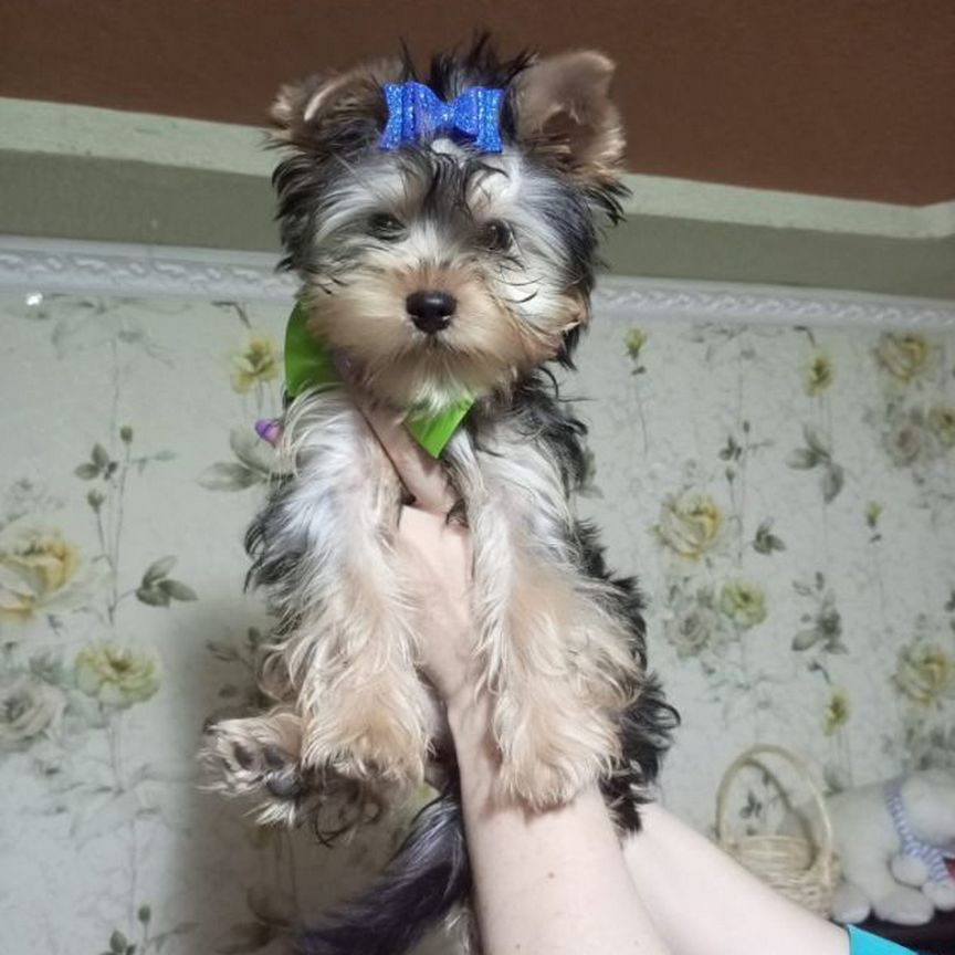 Йоркширский терьер