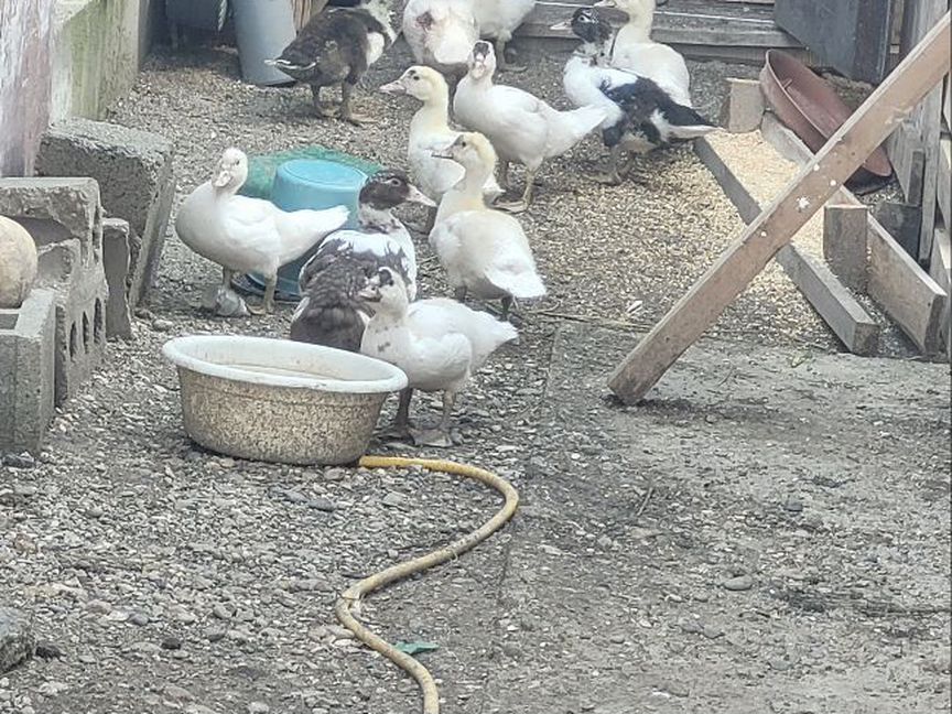 Индаутки домашние