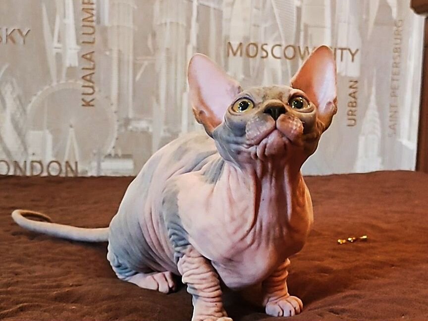 Канадский сфинкс девочка Jewellery