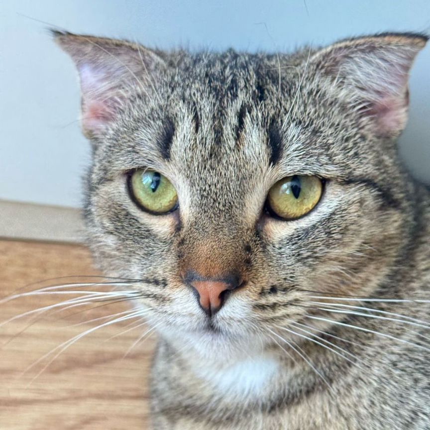 Красотка ищет дом