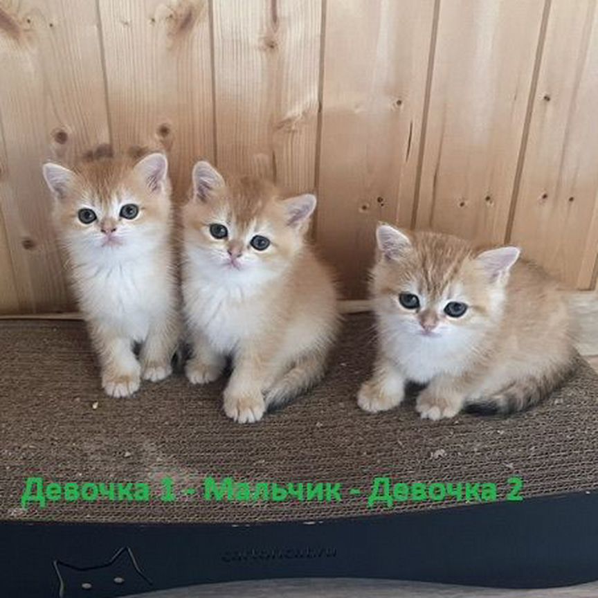 Британский короткошёрстный котёнок