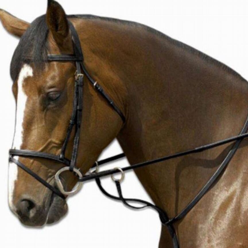Мартингал для лошади