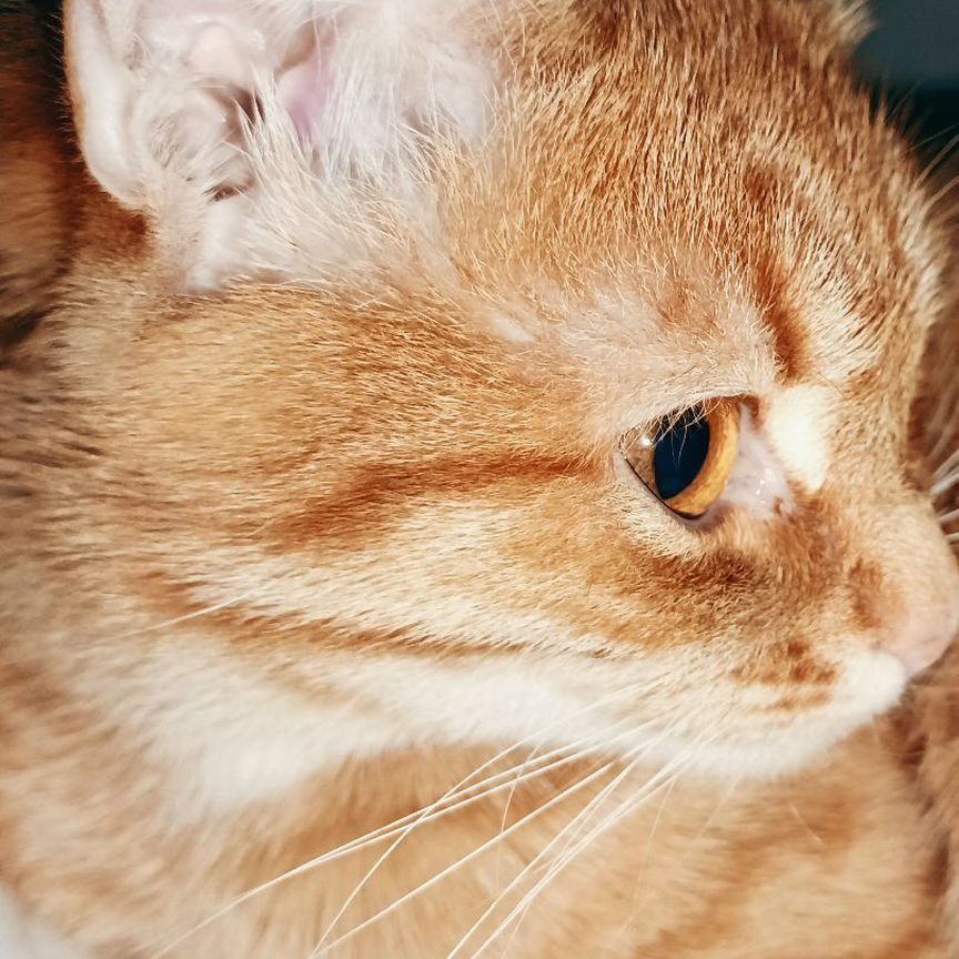 Потерялась кошка
