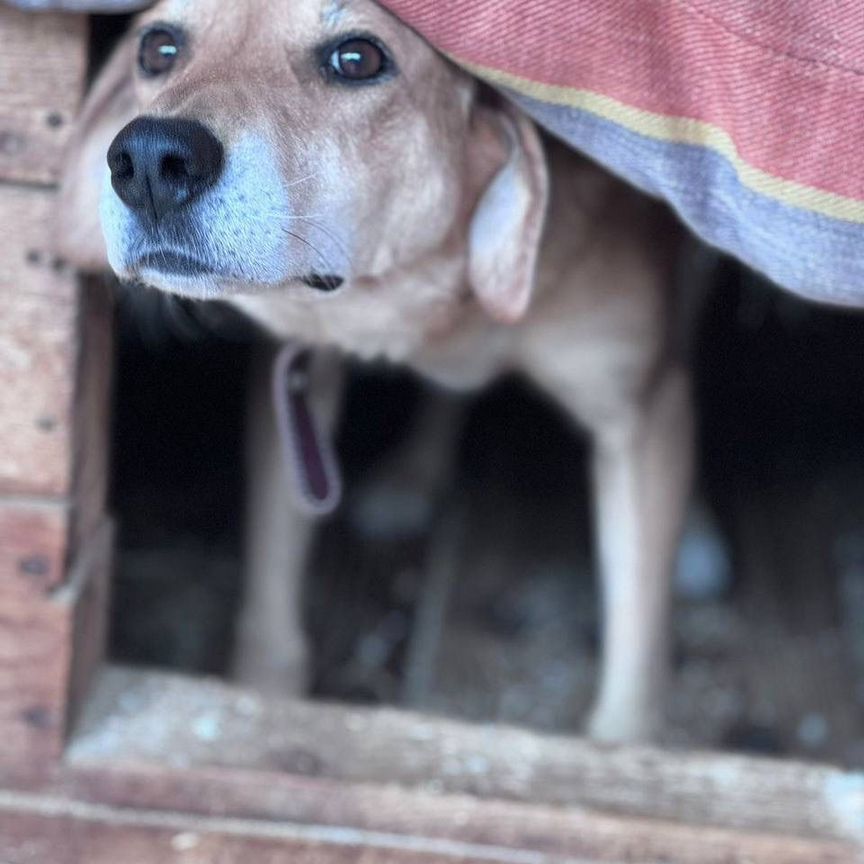 Девочка Верона ищет хозяина