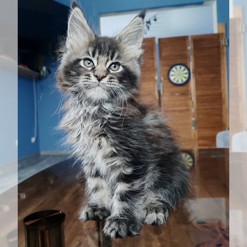 Мейн-кун котёнок