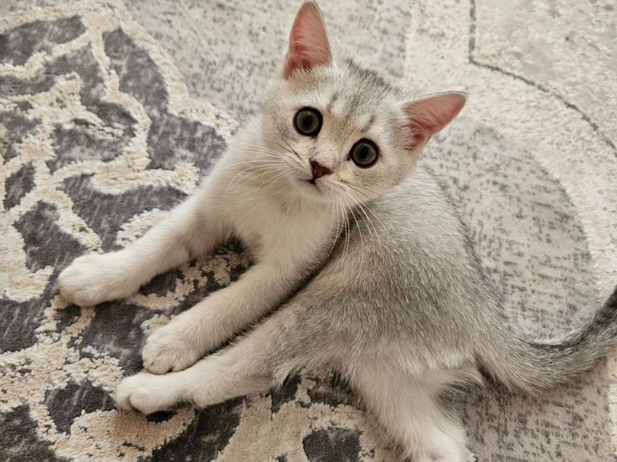 Шотландские котята