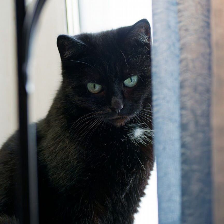 Взрослая, Девочка кошка в добрые руки