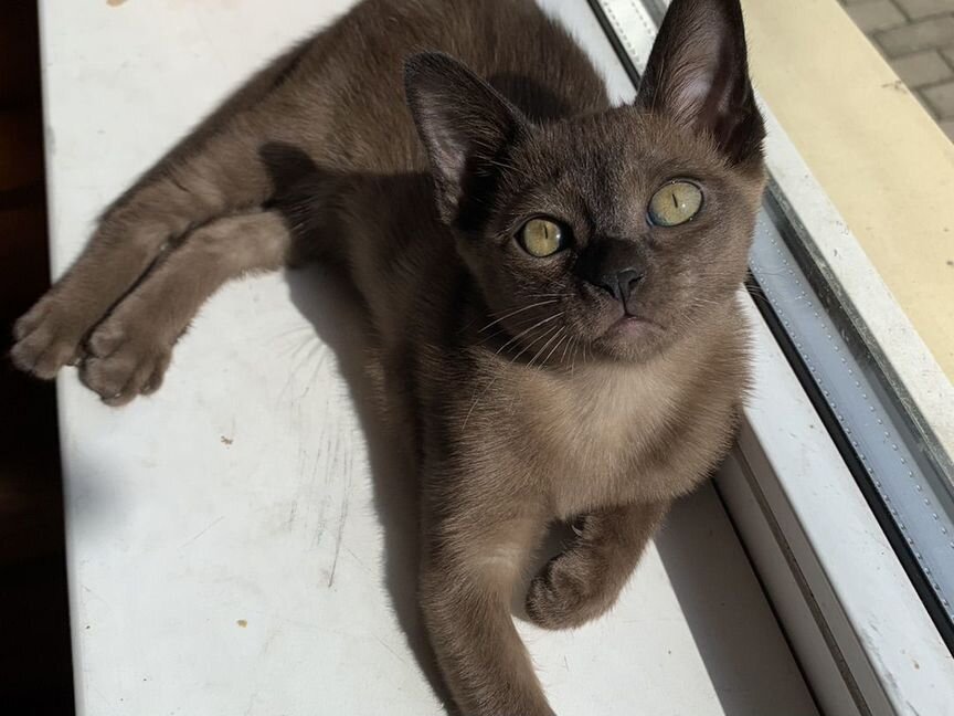 Бурманская кошечка, бурманский котенок