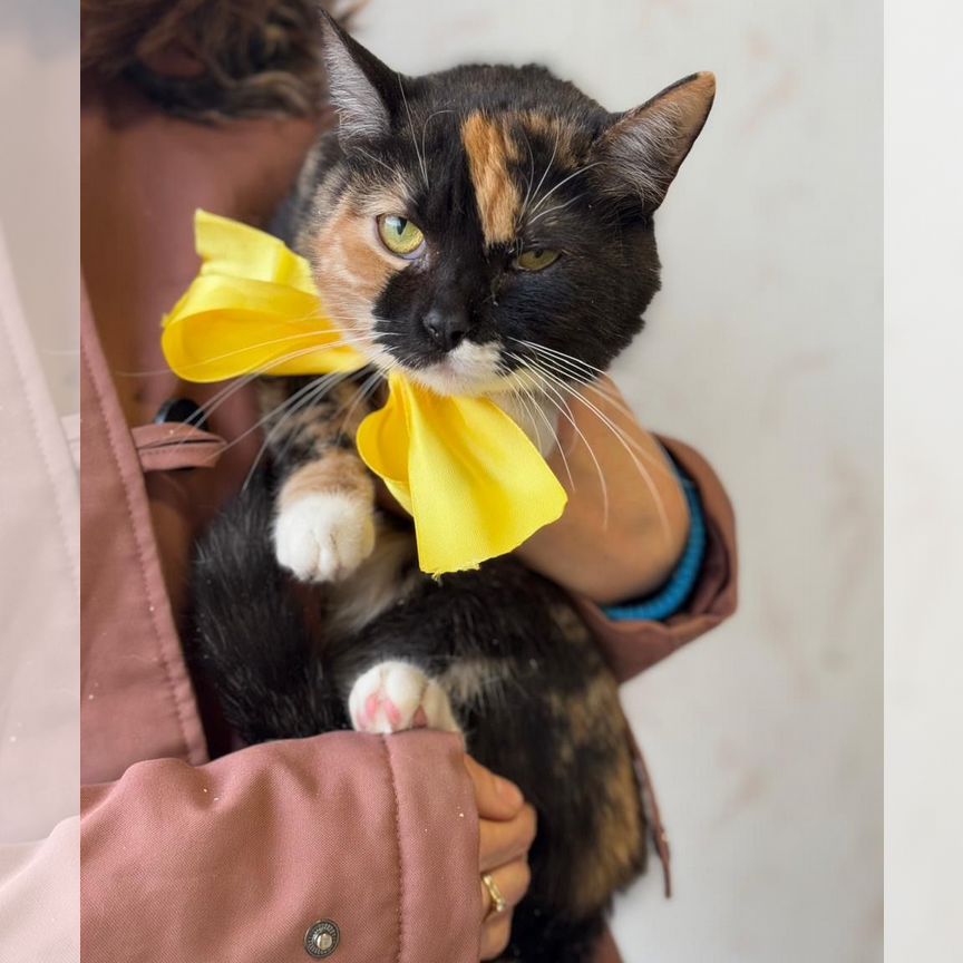 Кошечка Медея хочет в семью