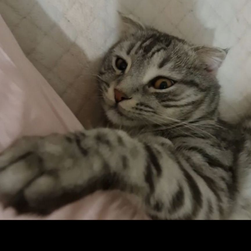 Кот