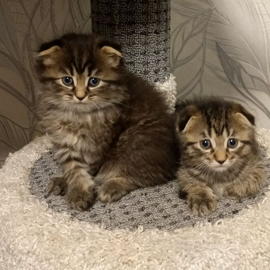 Шотландская вислоухая кошка