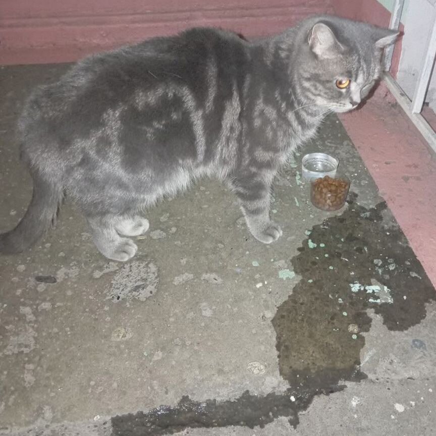 Британская короткошёрстная кошка, взрослая