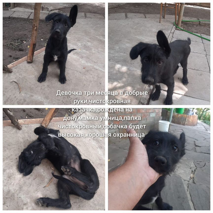 Собачка три месяца в добрые руки