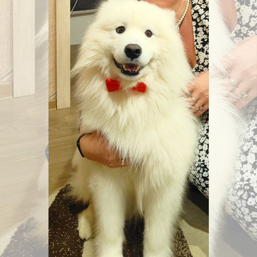 Вязка собак