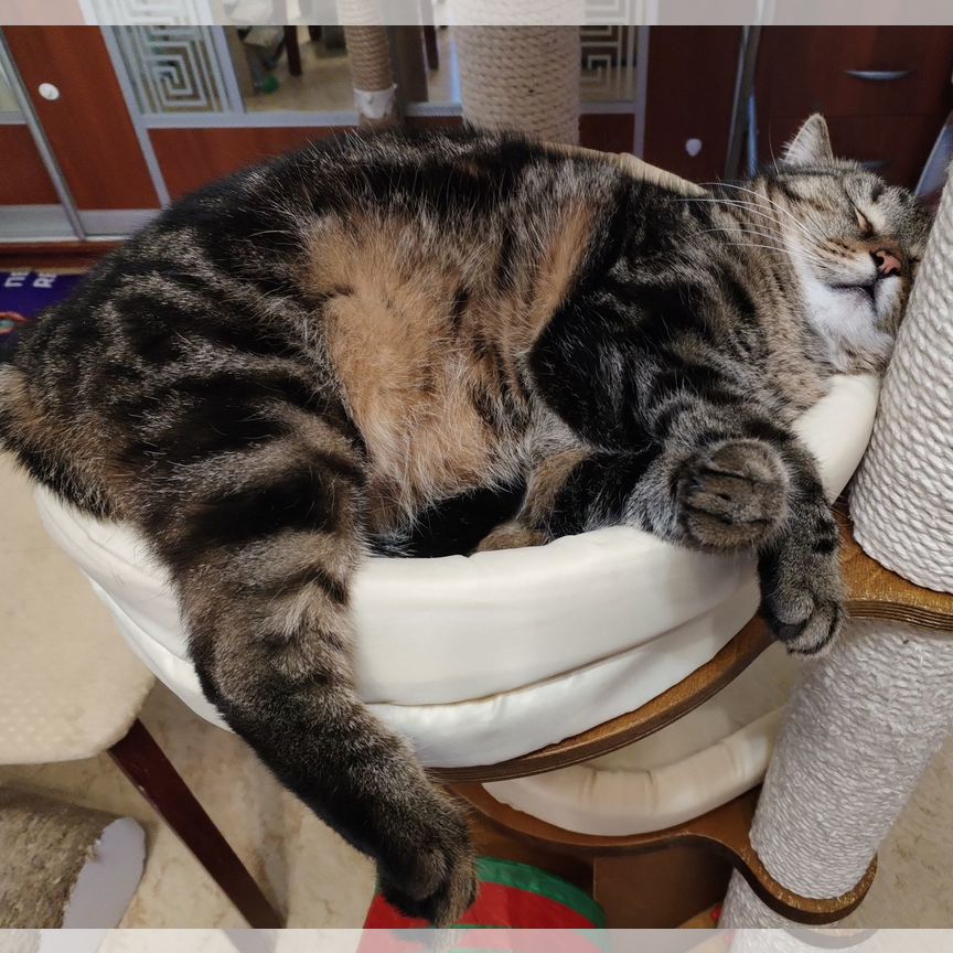 Взрослый кот в добрые руки