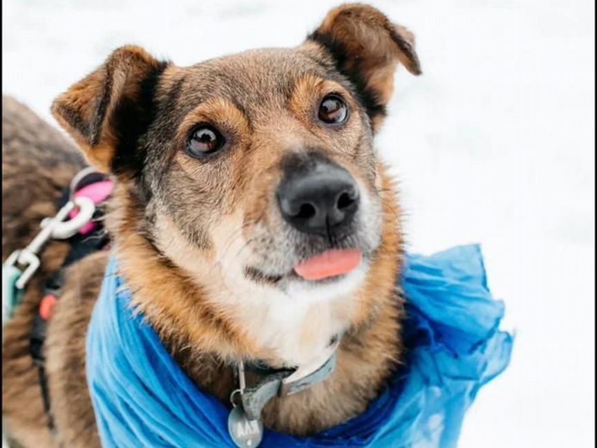 Собака из приюта в добрые руки