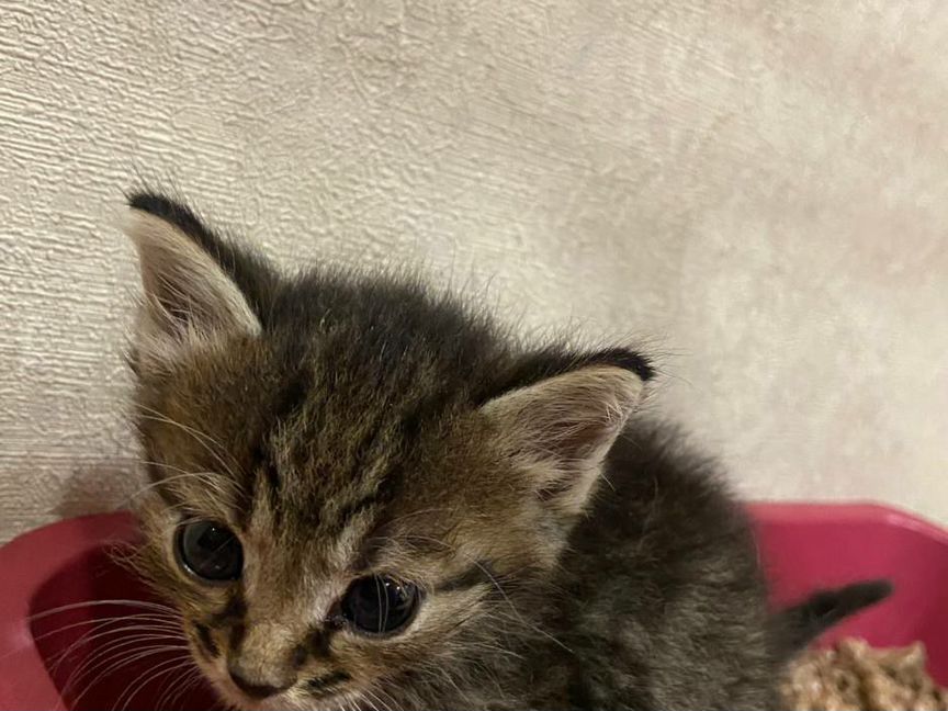 Котята в добрые руки SOS