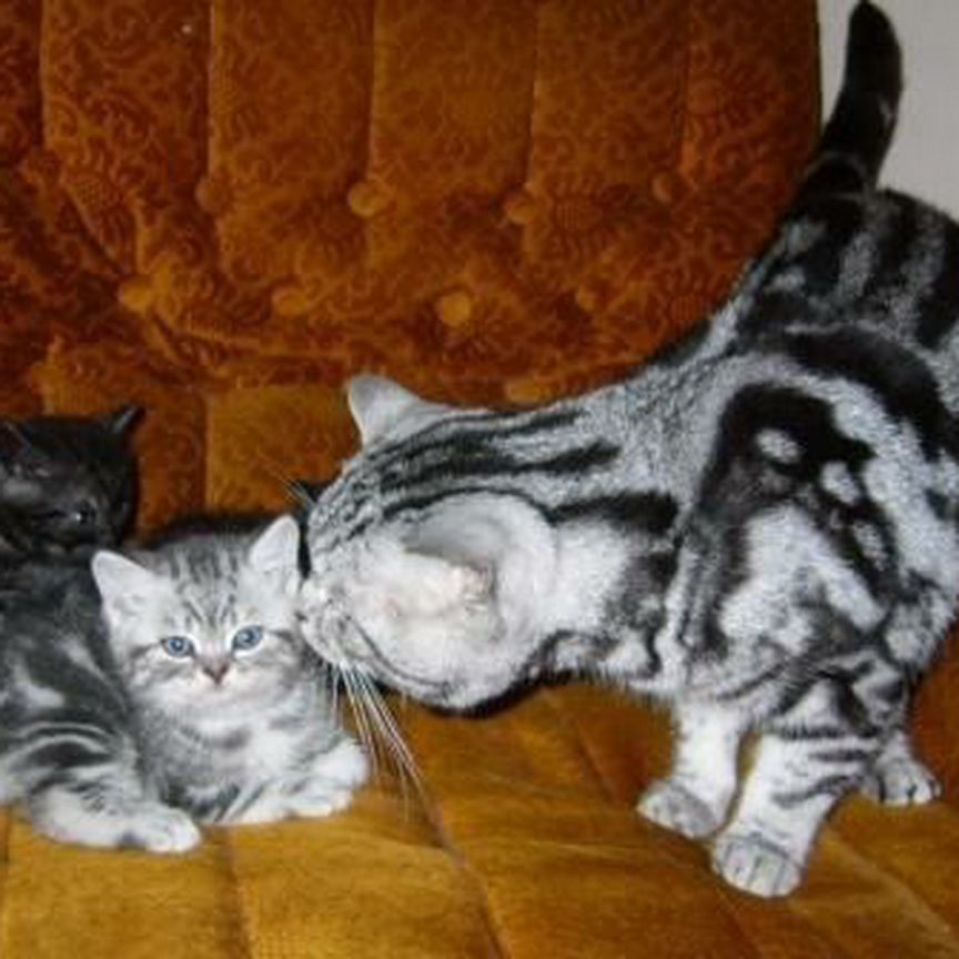 Британские котята