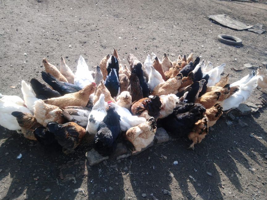 Куры домашние. Гуси домашние на племя